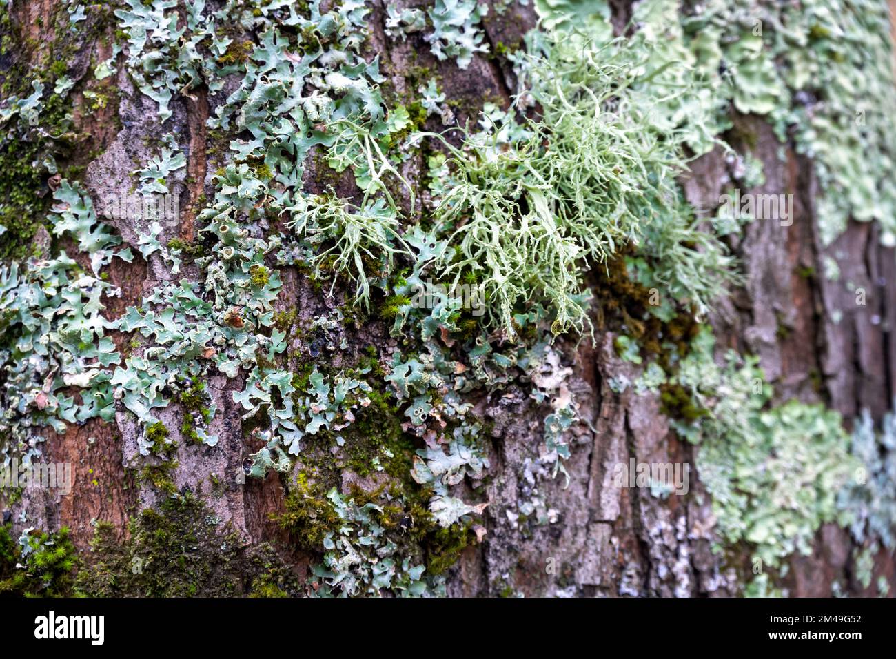 Green lichen growing on a tree trunk, close up Stock Photo - Alamy