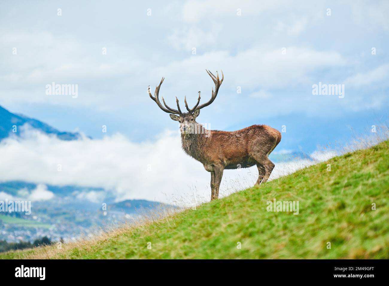 Red deer (Cervus elaphus) stag standing on a meadow in the mountains ...