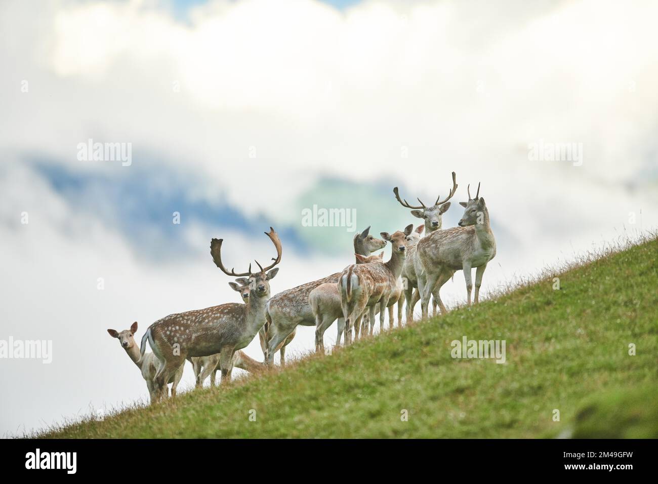 Fallow deer (Dama dama), group, standing on a meadow in the mountains ...