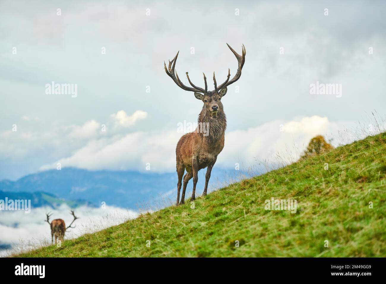 Red deer (Cervus elaphus) stag standing on a meadow in the mountains ...