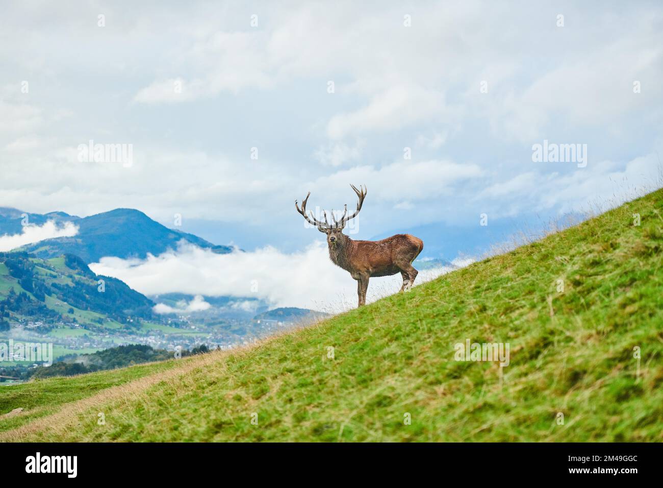 Red deer (Cervus elaphus) stag standing on a meadow in the mountains ...
