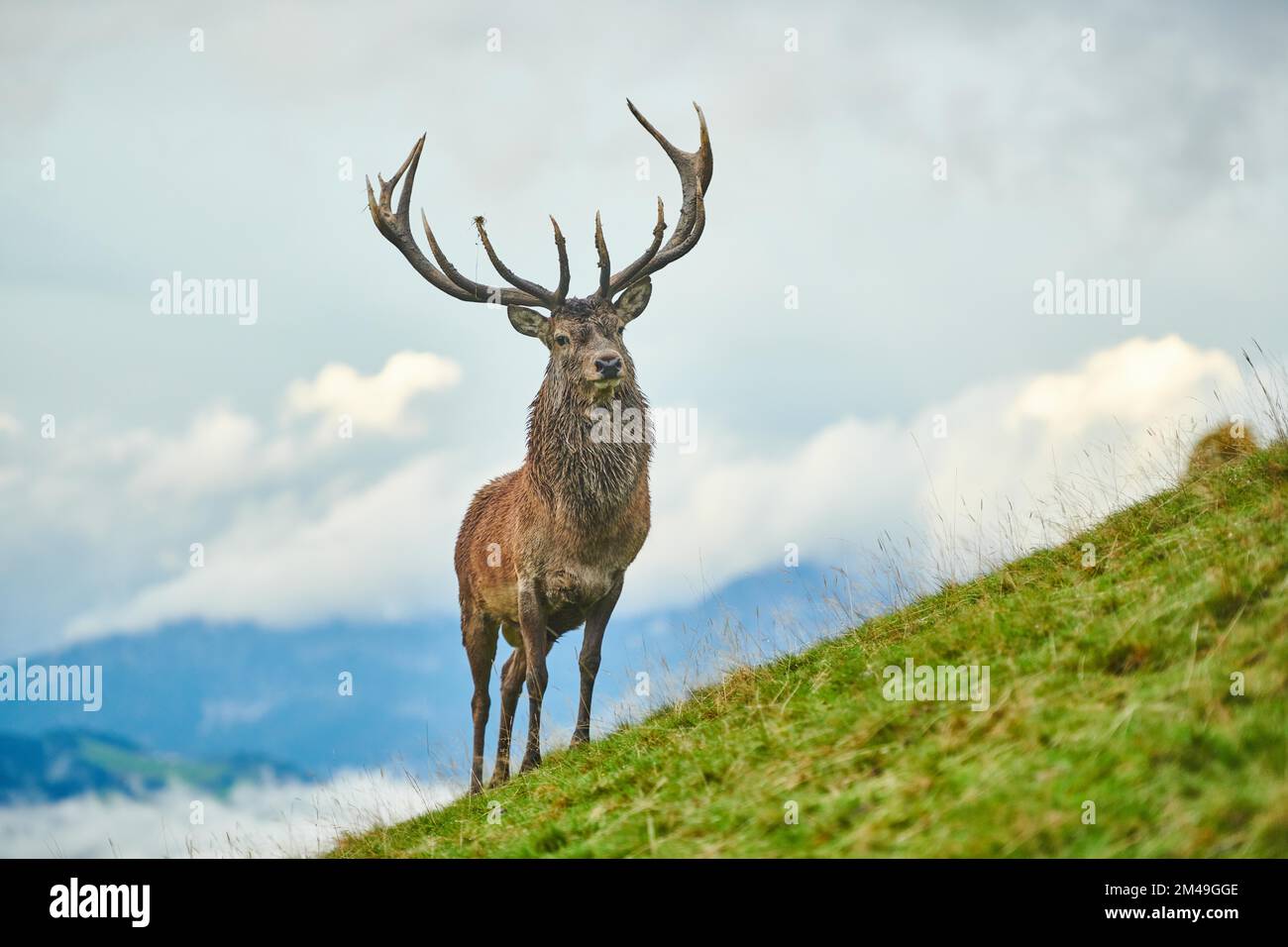 Red deer (Cervus elaphus) stag standing on a meadow in the mountains ...