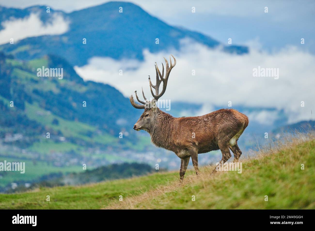 Red deer (Cervus elaphus) stag standing on a meadow in the mountains ...