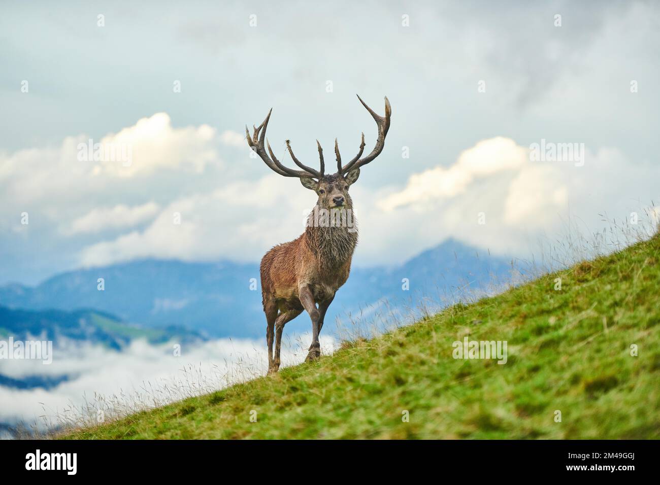 Red deer (Cervus elaphus) stag standing on a meadow in the mountains ...