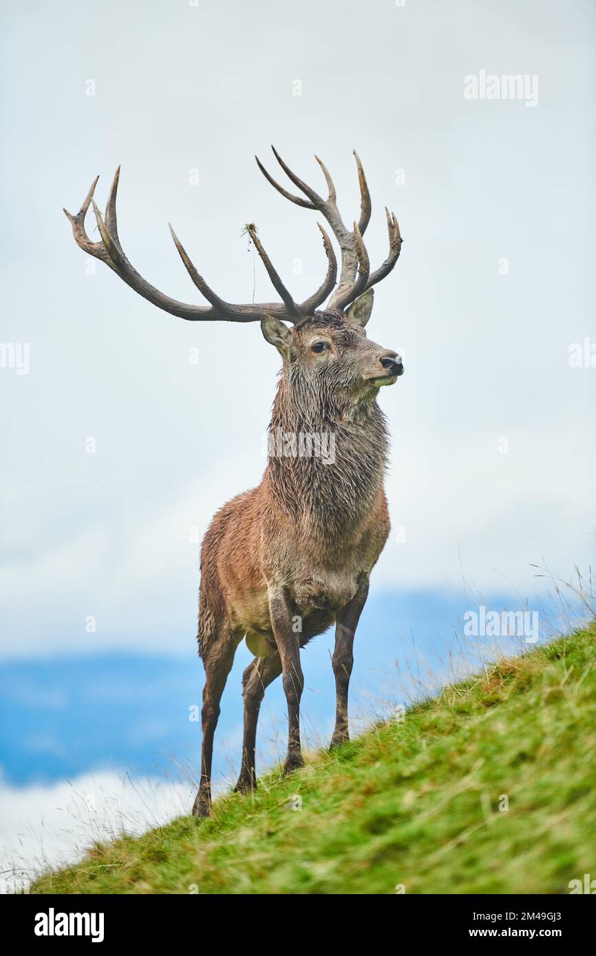 Red deer (Cervus elaphus) stag standing on a meadow in the mountains ...