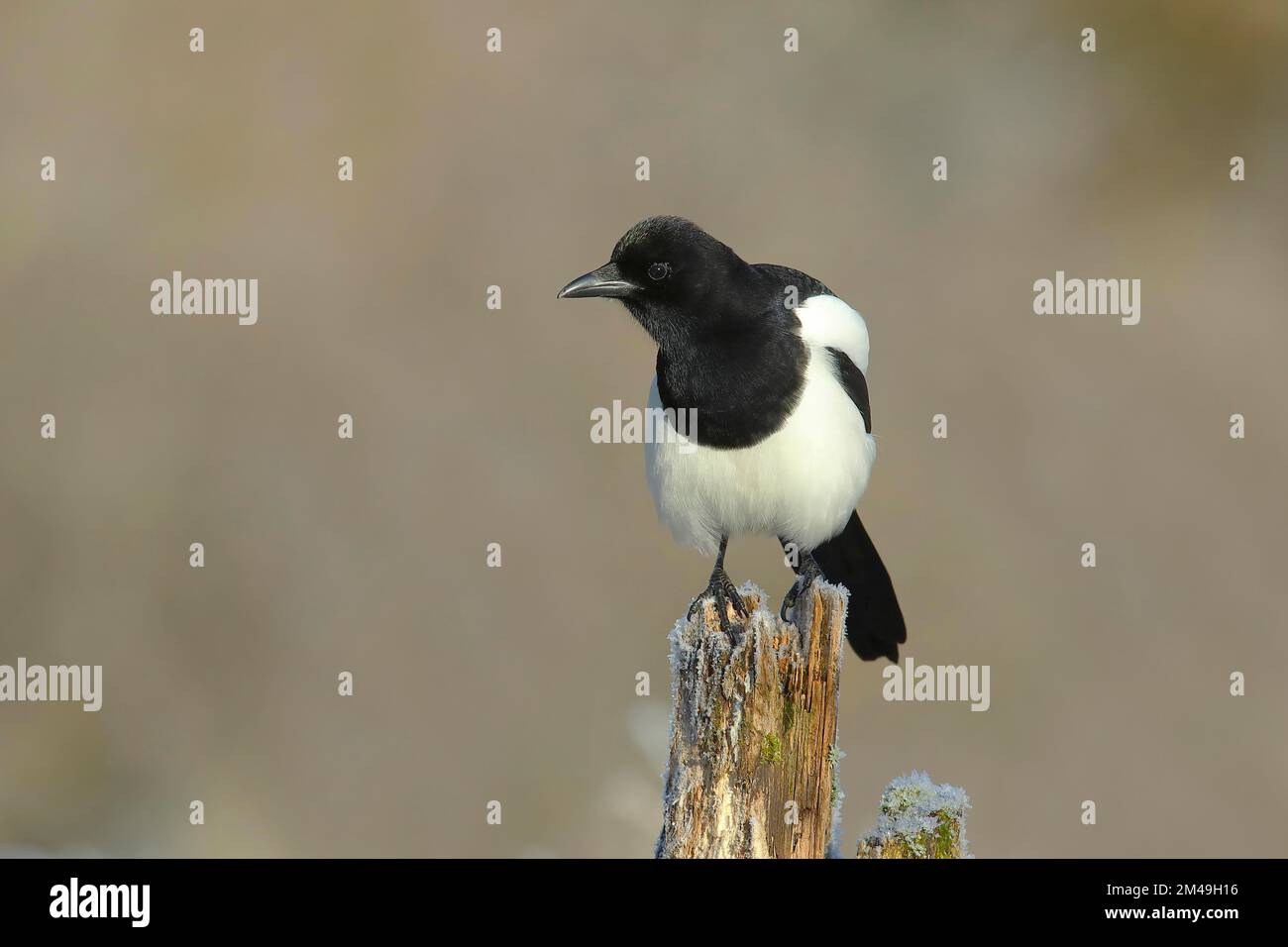 European magpie (Pica pica) sitting on a tree stump during frost ...