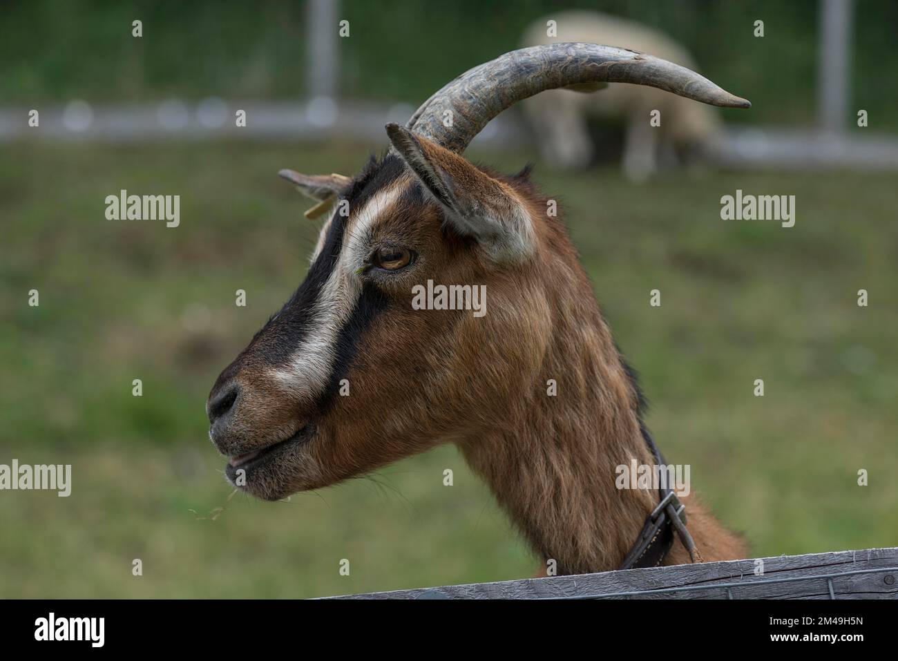Goat portrait photography hi-res stock photography and images - Alamy
