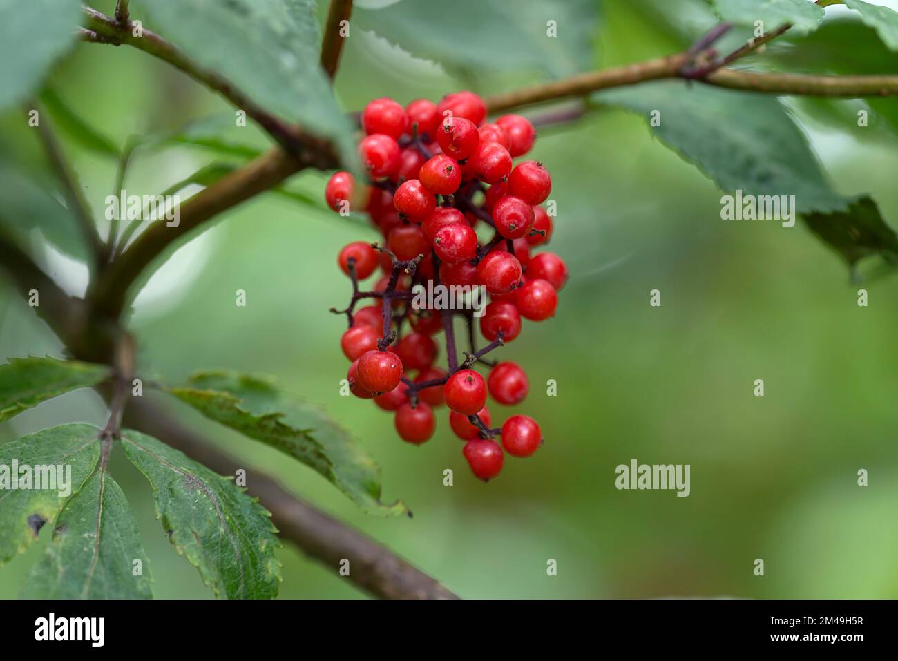 Red elderberry (Sambucus racemosa), Allgaeu, Bavaria, Germany Stock ...