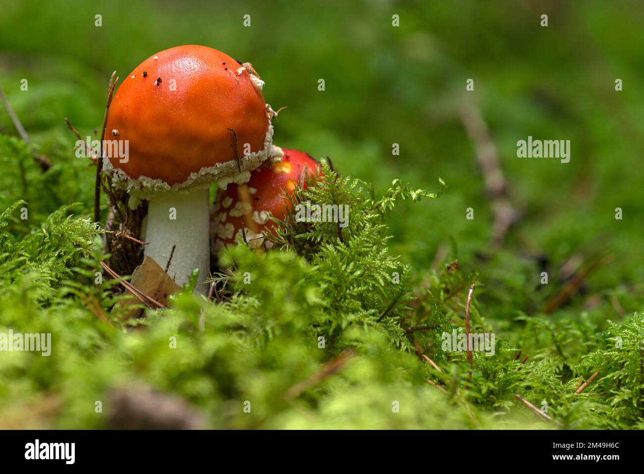 Fly agarics (Amanita muscaria) in a mixed forest, Bavaria, Germany Stock Photo - Alamy