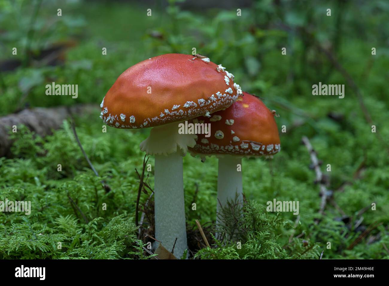 Fly agarics (Amanita muscaria) in a mixed forest, Bavaria, Germany Stock Photo - Alamy