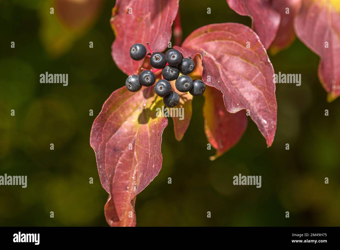 Fruits of the autumn red common dogwood (Cornus sanguinea), Bavaria ...