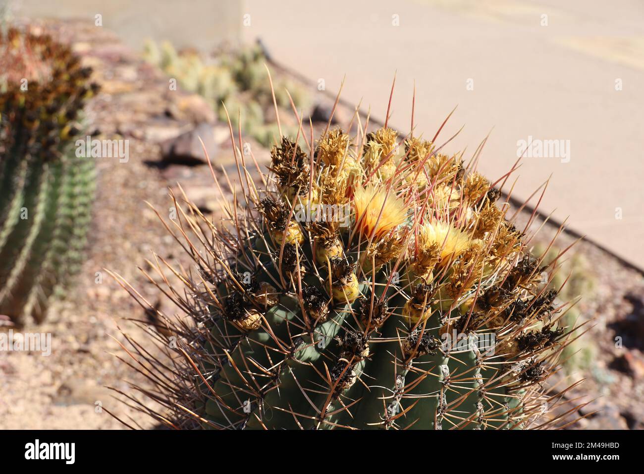 Phoenix, Arizona: 8-20-2022: Desert vegetation at Phoenix Botanical ...