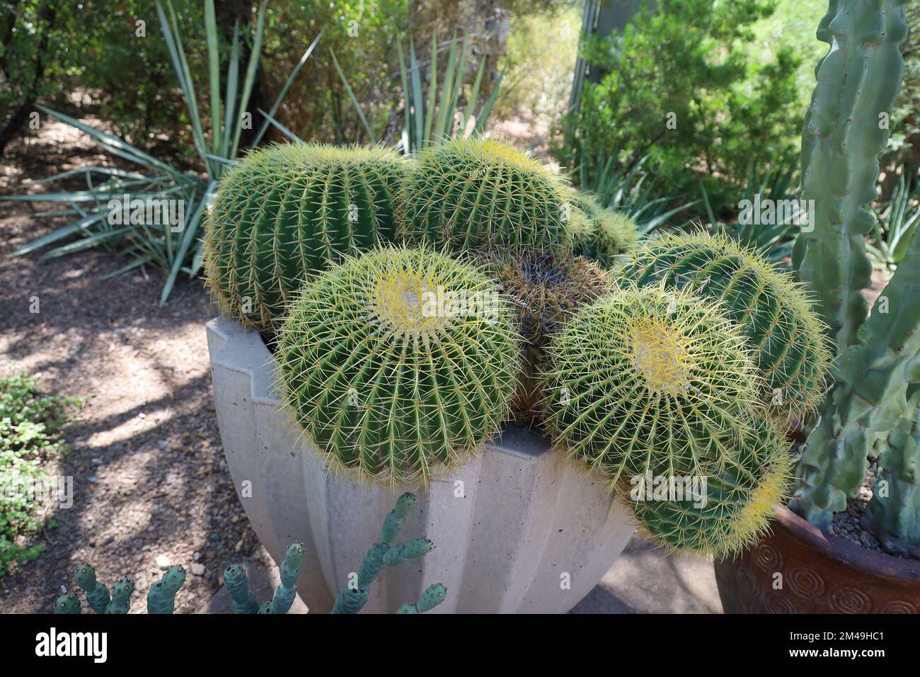 Phoenix, Arizona: 8-20-2022: Desert vegetation at Phoenix Botanical ...