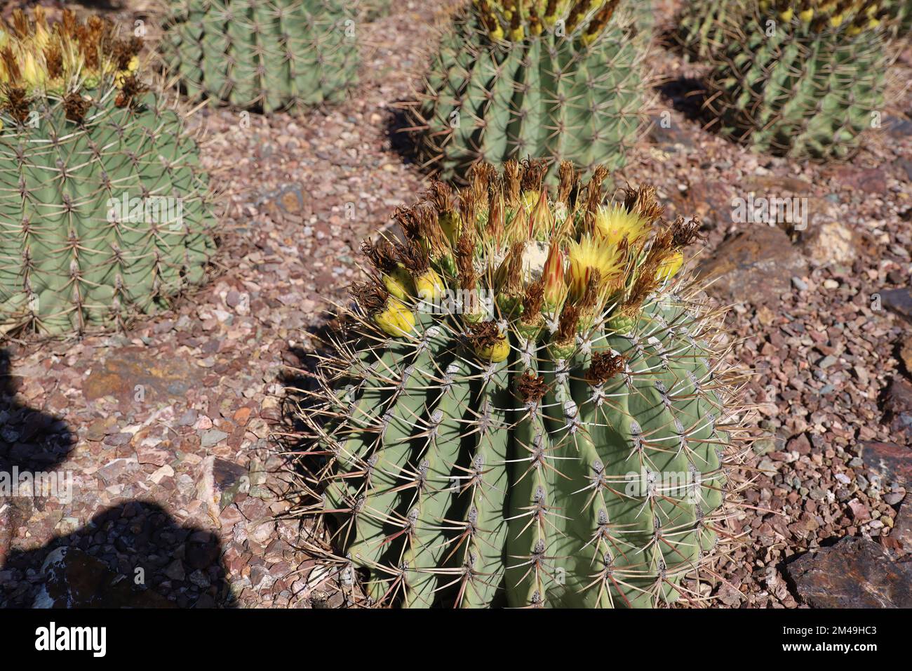 Phoenix, Arizona: 8-20-2022: Desert vegetation at Phoenix Botanical ...