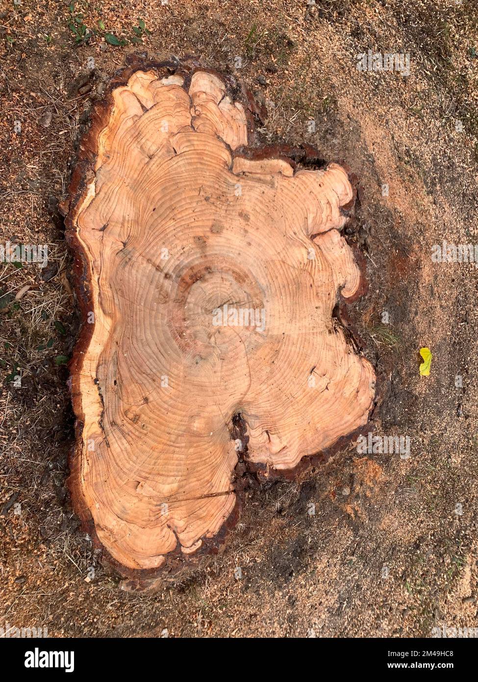 Concept of deforestation and urban greenery: the base of a trunk of a ...