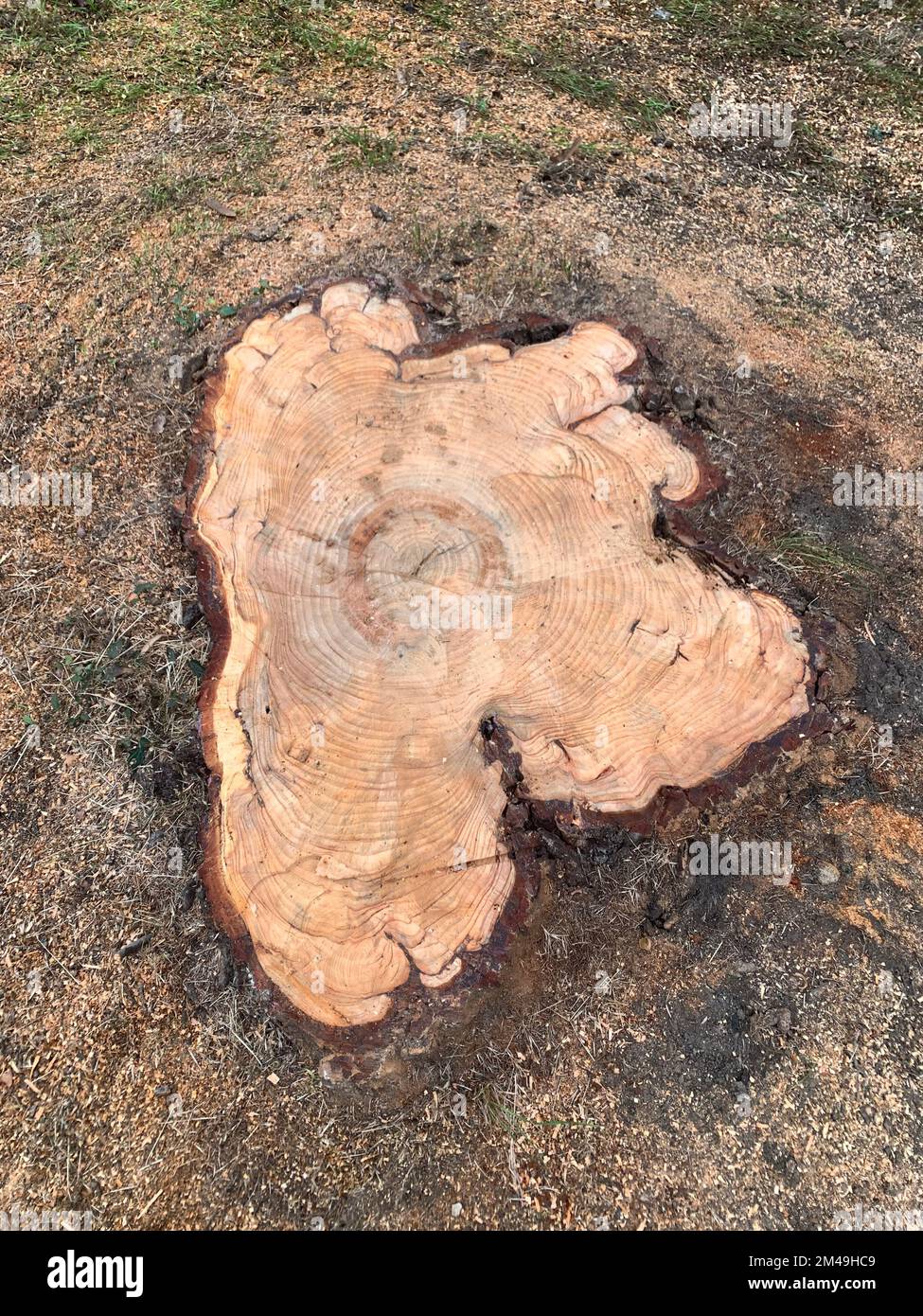 Concept of deforestation and urban greenery: the base of a trunk of a ...