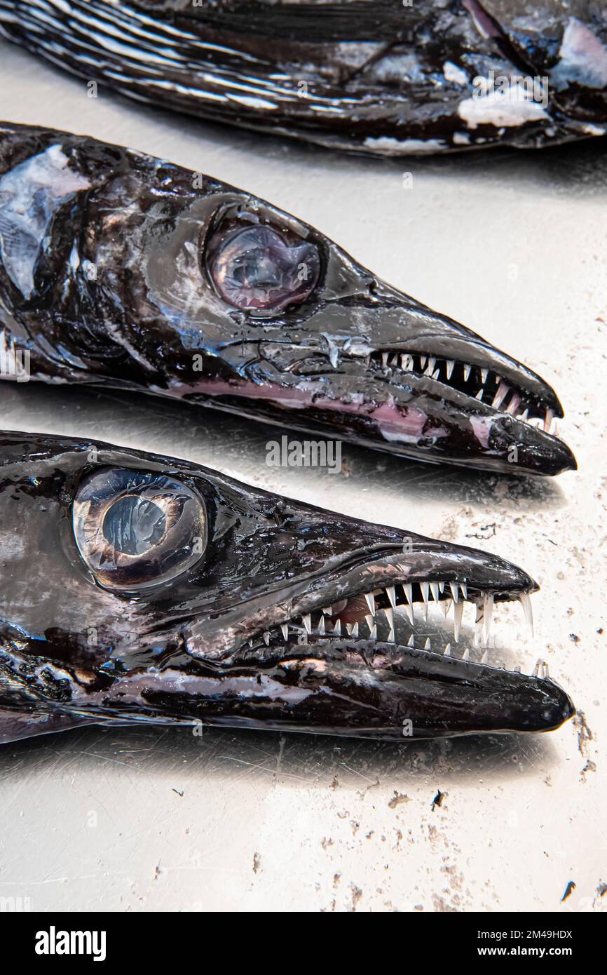 Black scabbardfish (Aphanopus carbo) in the fish hall, Mercado dos ...