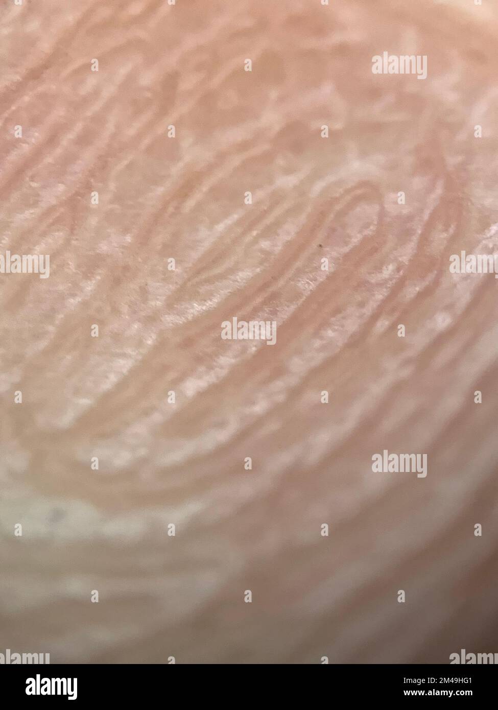 Detail of a fingerprint of a human finger view from the back of the ...