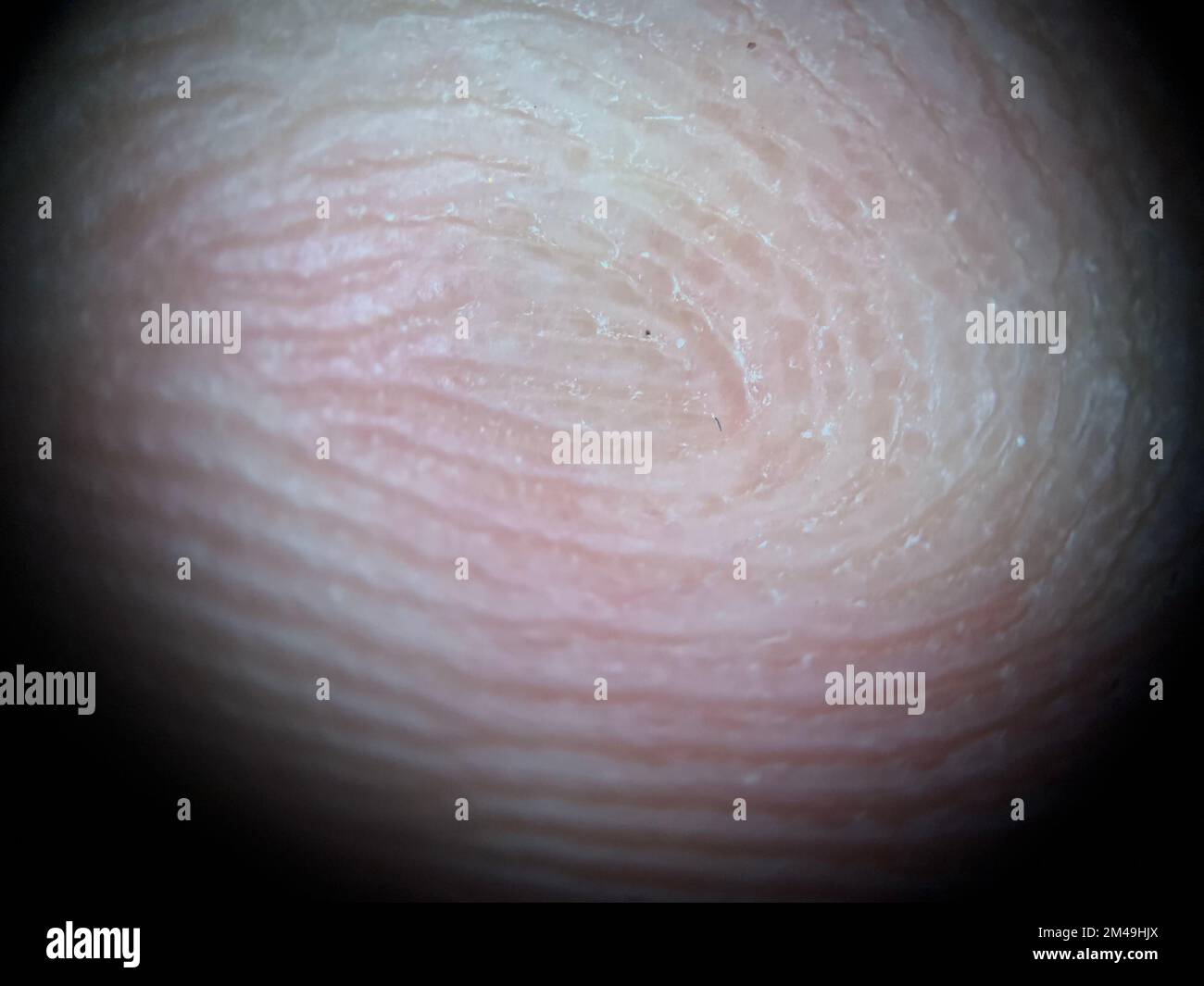 Detail of a fingerprint of a human finger view from the back of the ...