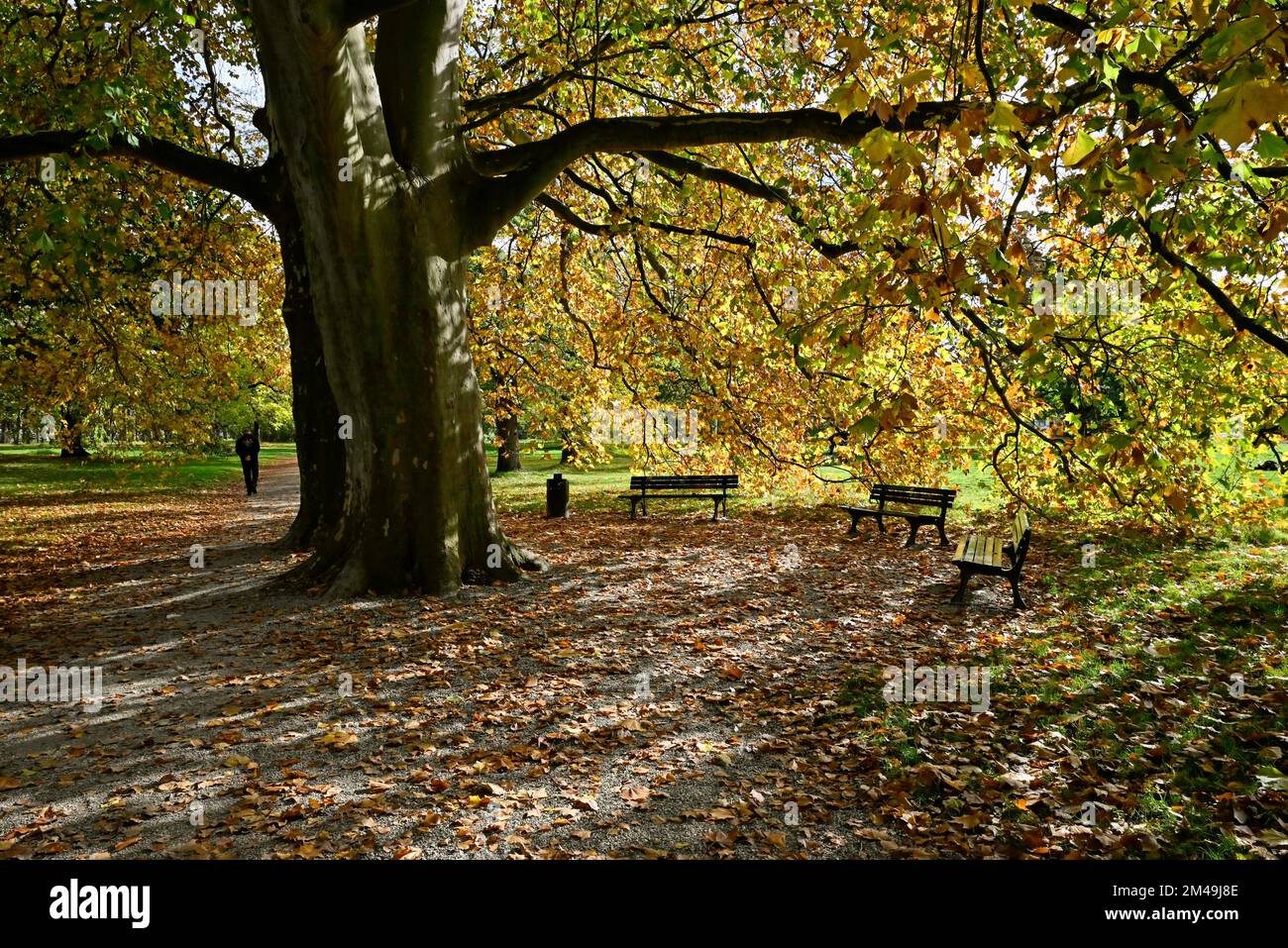 Deciduous trees in the Georgengarten, Herrenhaeuser Gardens, Hanover ...