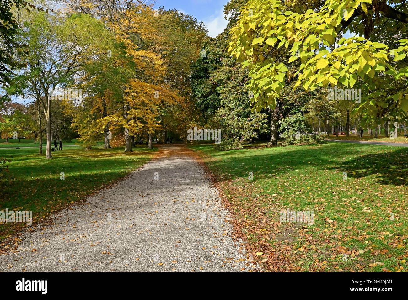 Deciduous trees in the Georgengarten, Herrenhaeuser Gardens, Hanover ...