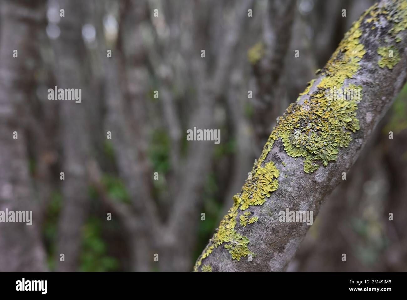 A tree branch covered with moss in closeup Stock Photo - Alamy