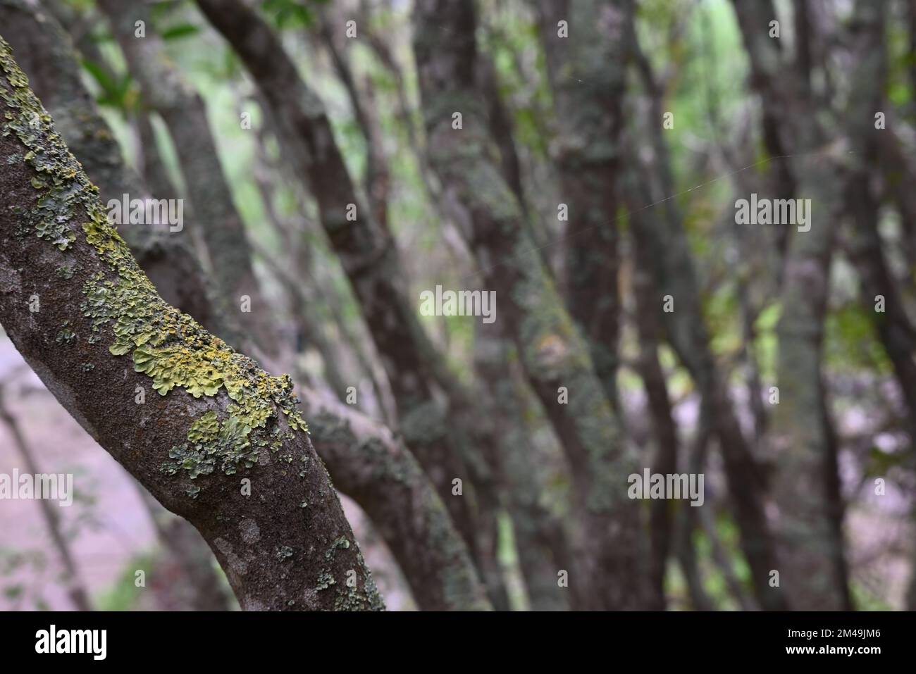 A tree branch covered with moss in closeup Stock Photo - Alamy