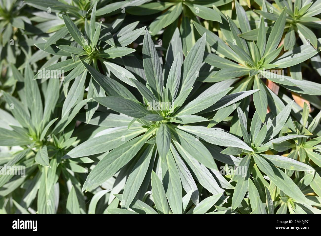 Green leaves of a pride of Madeira (Echium candicans) plant in closeup ...