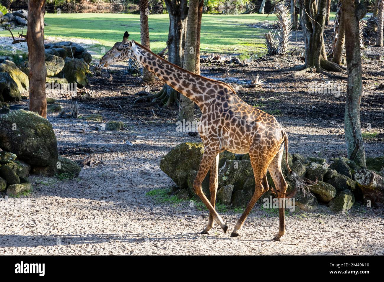 Giraffe walking though zoo enclosure Stock Photo - Alamy