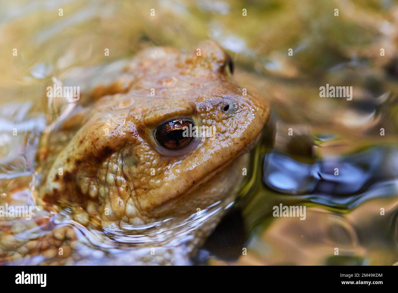 Nymfes waterfalls, macro, true toad (Bufonidae) in water, head peeping ...
