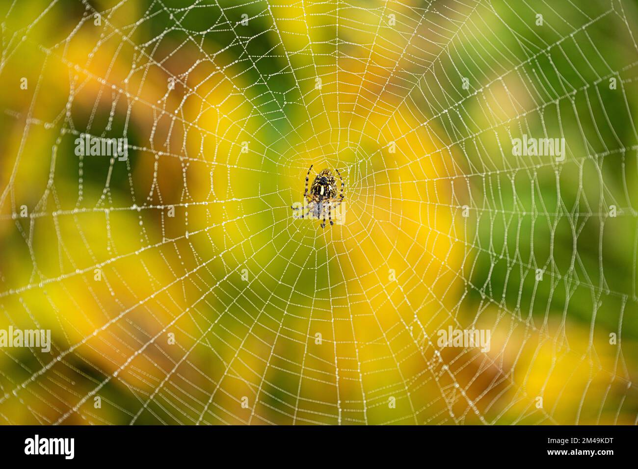 Cross spiders (Araneus) in front of yellow and green leaves, stream ...