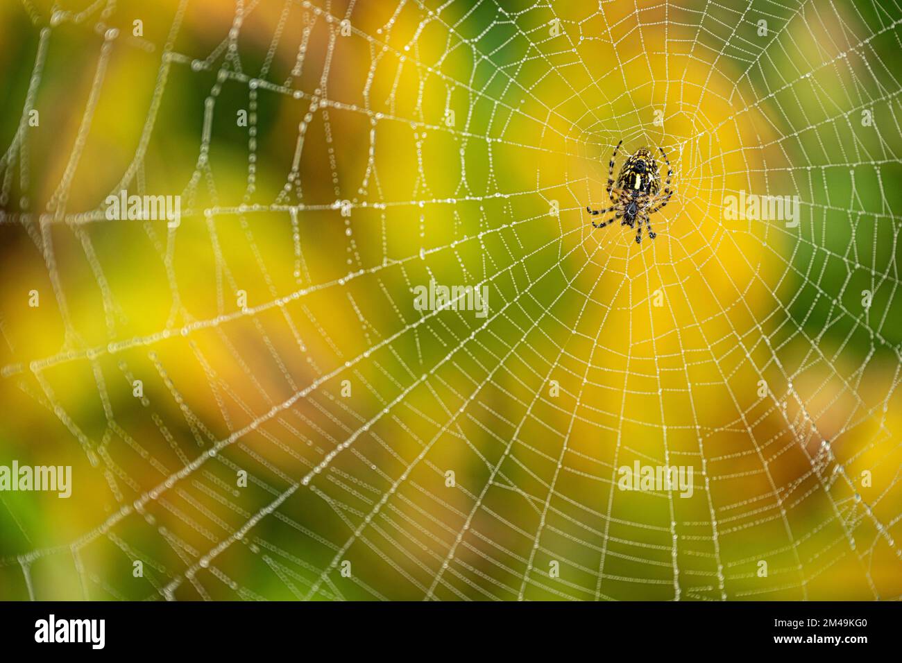 Cross spiders (Araneus) in front of yellow and green leaves, stream ...