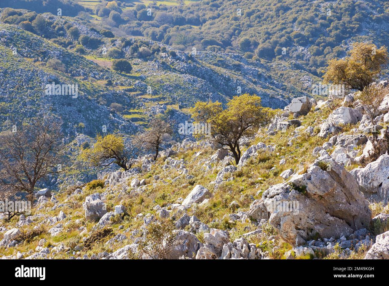View from the summit, rocks and macchia, small trees on the slope ...