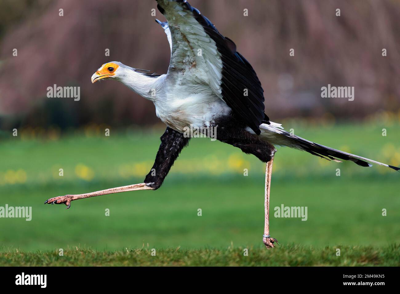Secretary bird (Sagittarius serpentarius) running across a meadow ...