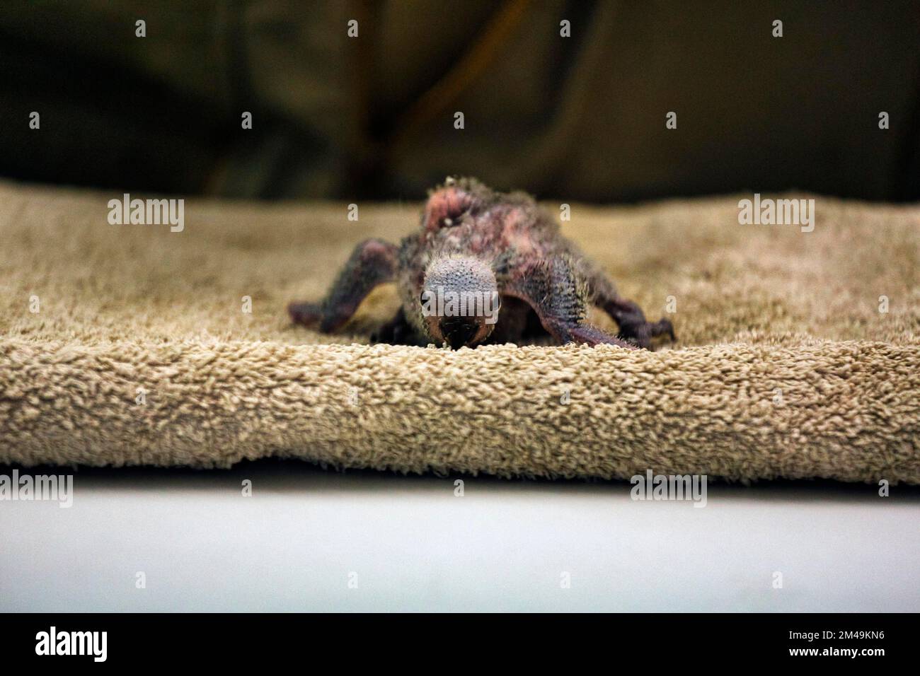 Timor Allfarblori or Blue-cheeked Allfarblori (Trichoglossus haematodus ...