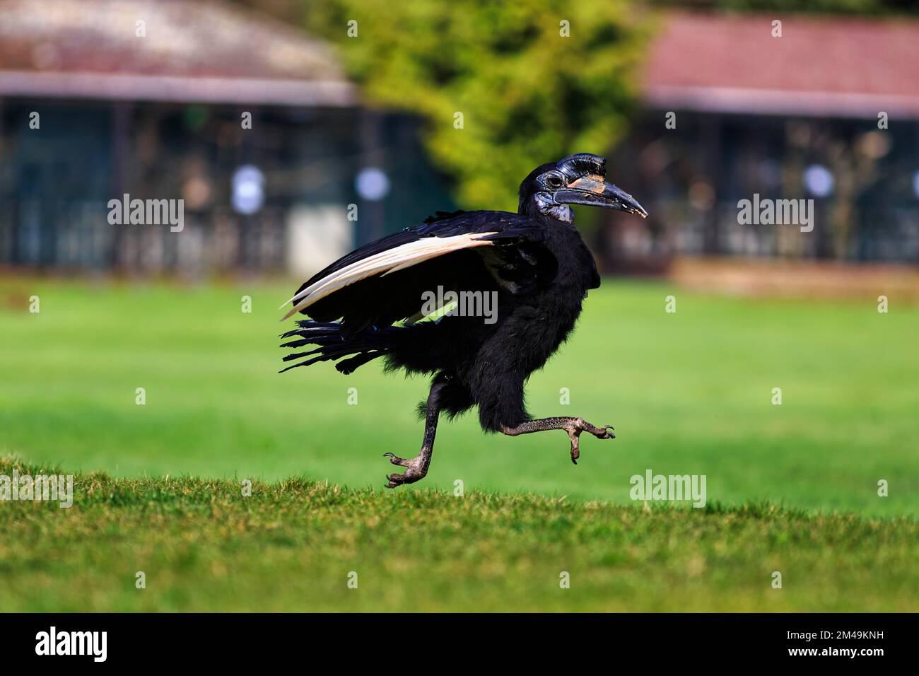 Northern ground hornbill (Bucorvus abyssinicus) running across a meadow ...