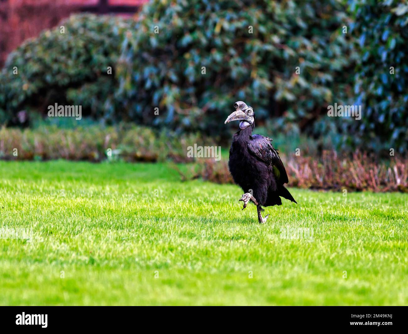 Northern ground hornbill (Bucorvus abyssinicus) running across a meadow ...