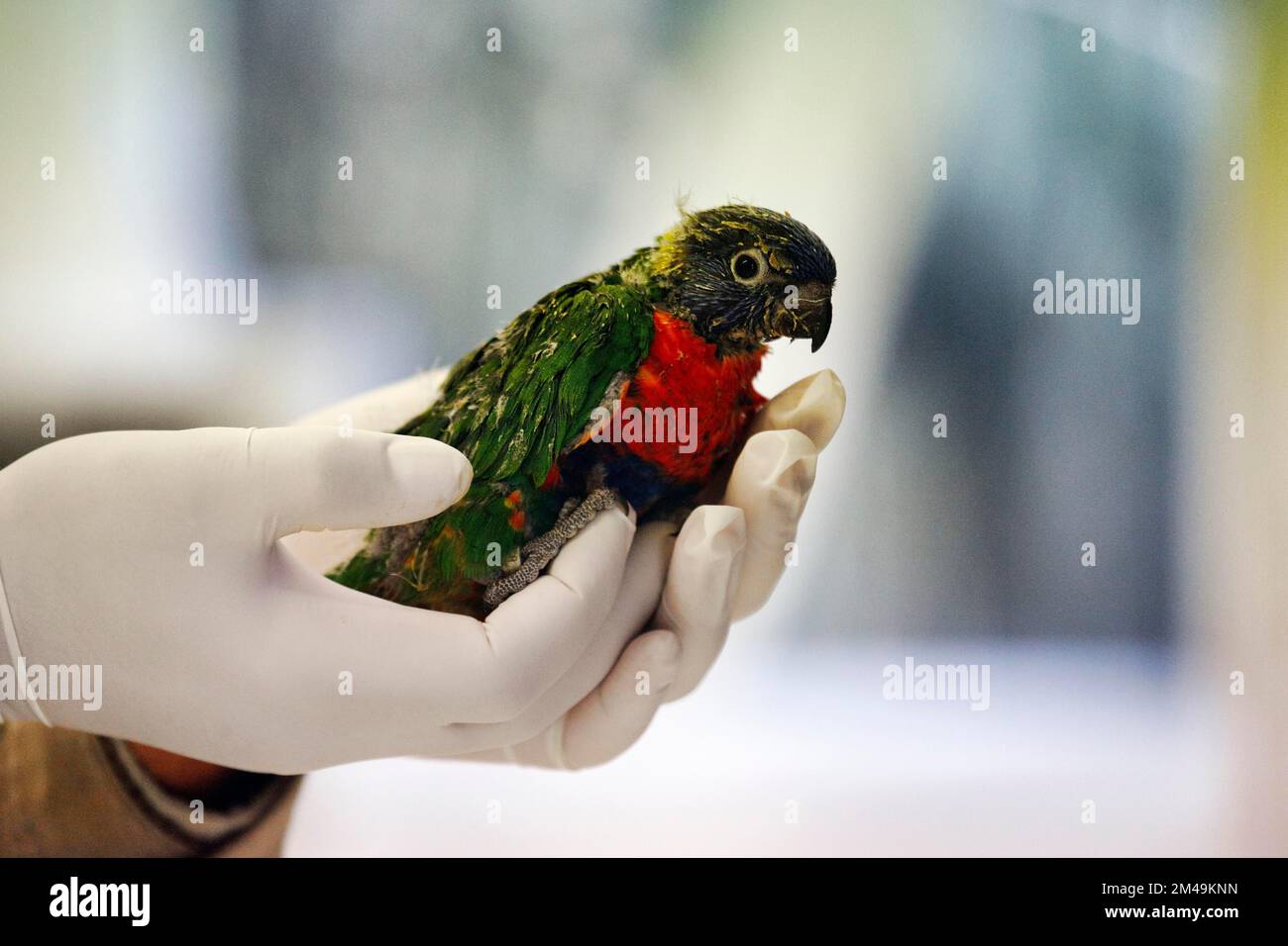 Swainson's lorikeet (Trichoglossus haematodus moluccanus), Rainbow ...