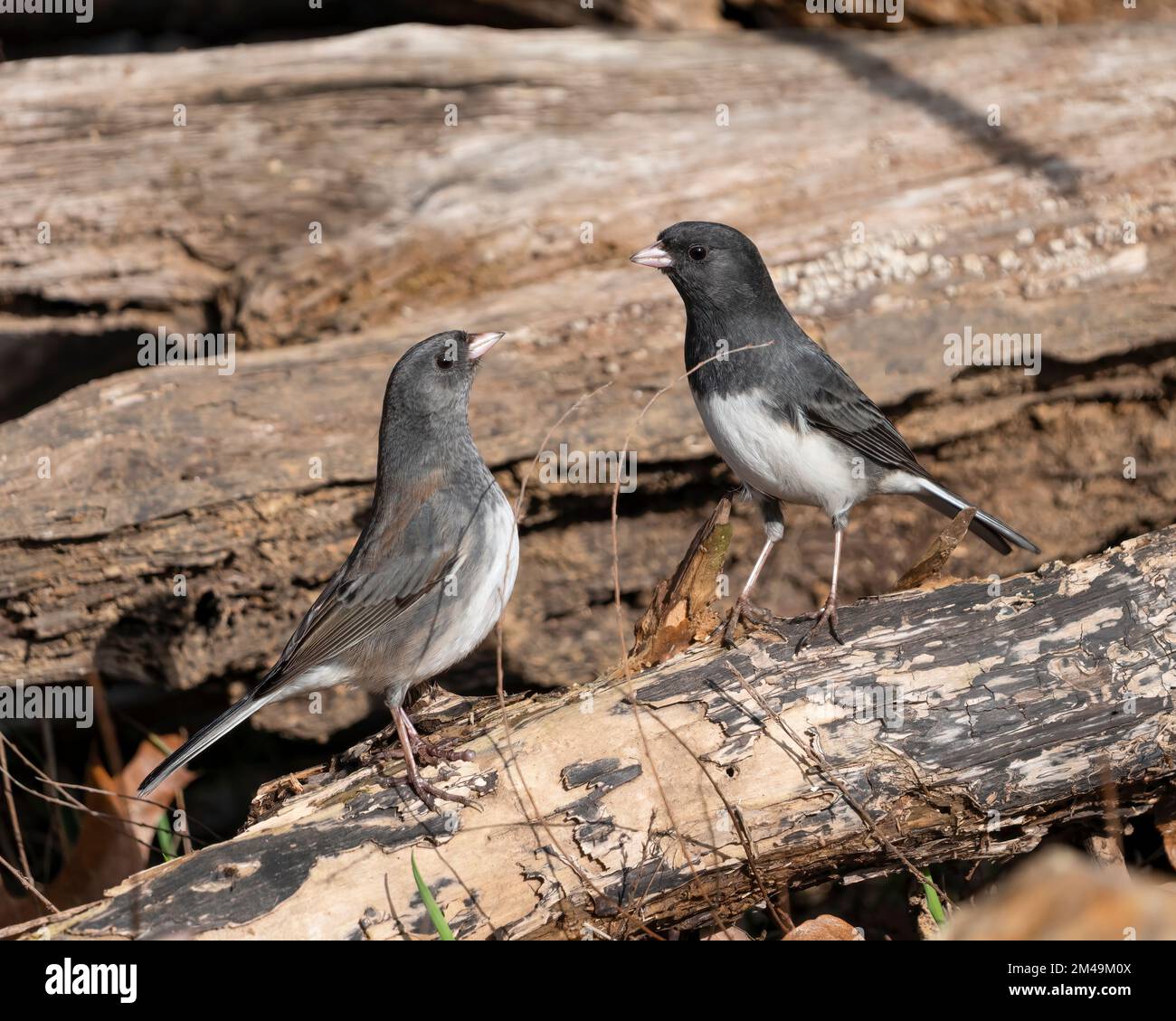 Two juncos hi-res stock photography and images - Alamy