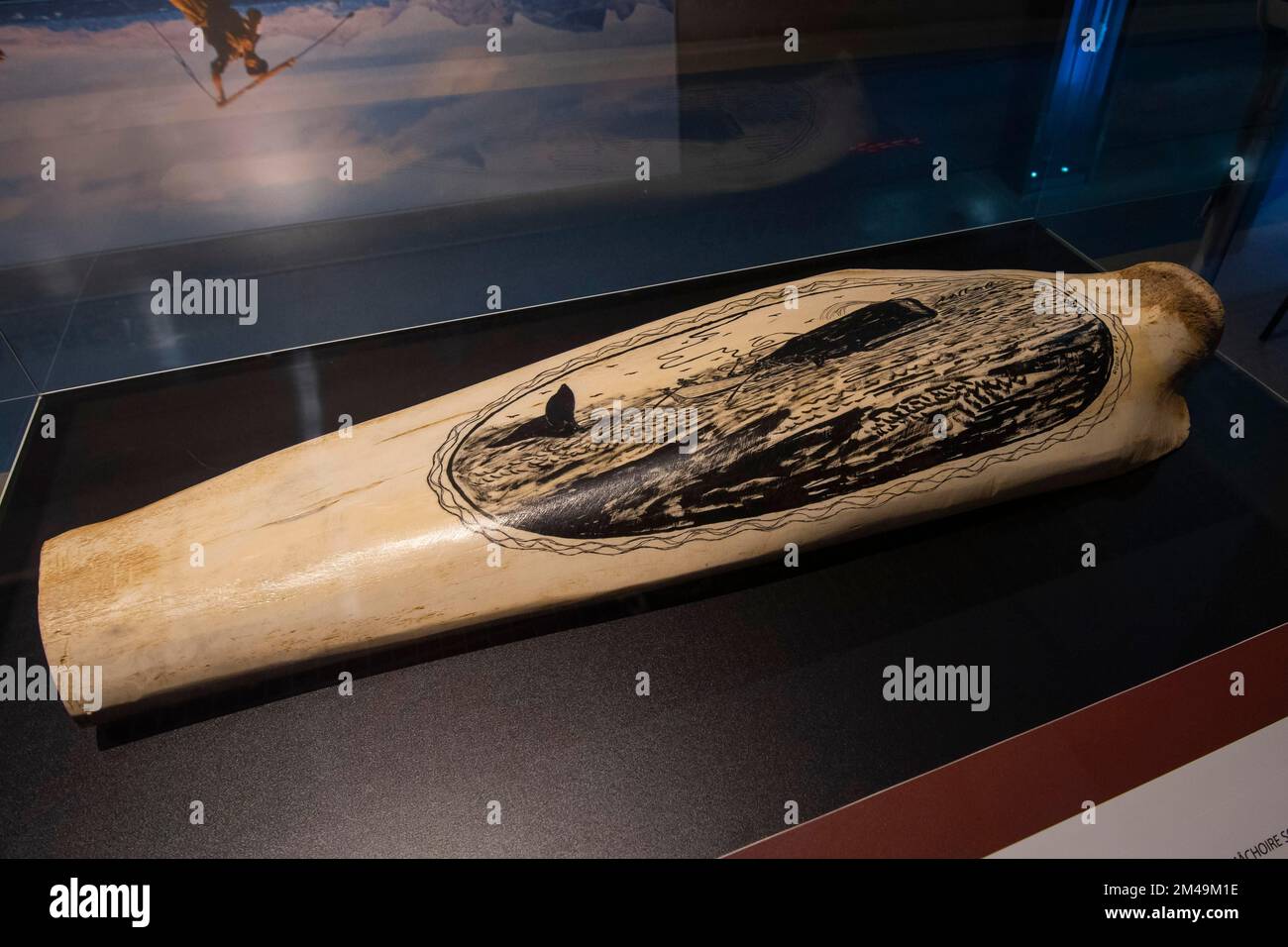Historical drawings on the lower jaw of a sperm whale (Physeter ...