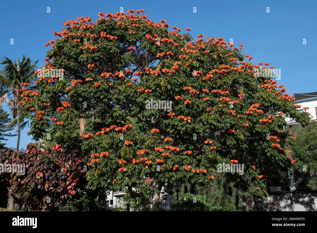 Spathodea (Spathodea campanulata), Funchal, Madeira Island, Portugal ...
