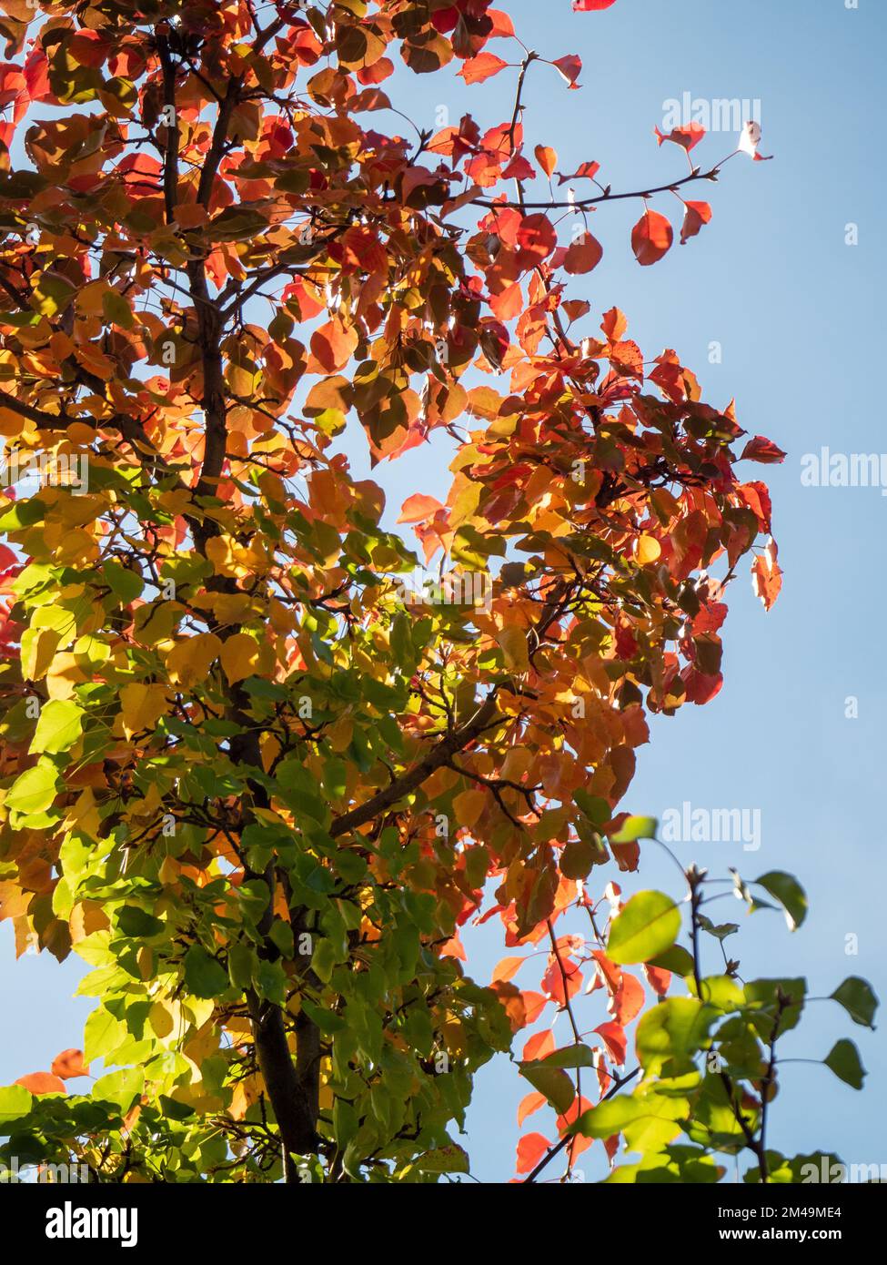 Seasons of change, sunlight shining on Autumn leaves in red yellow and ...