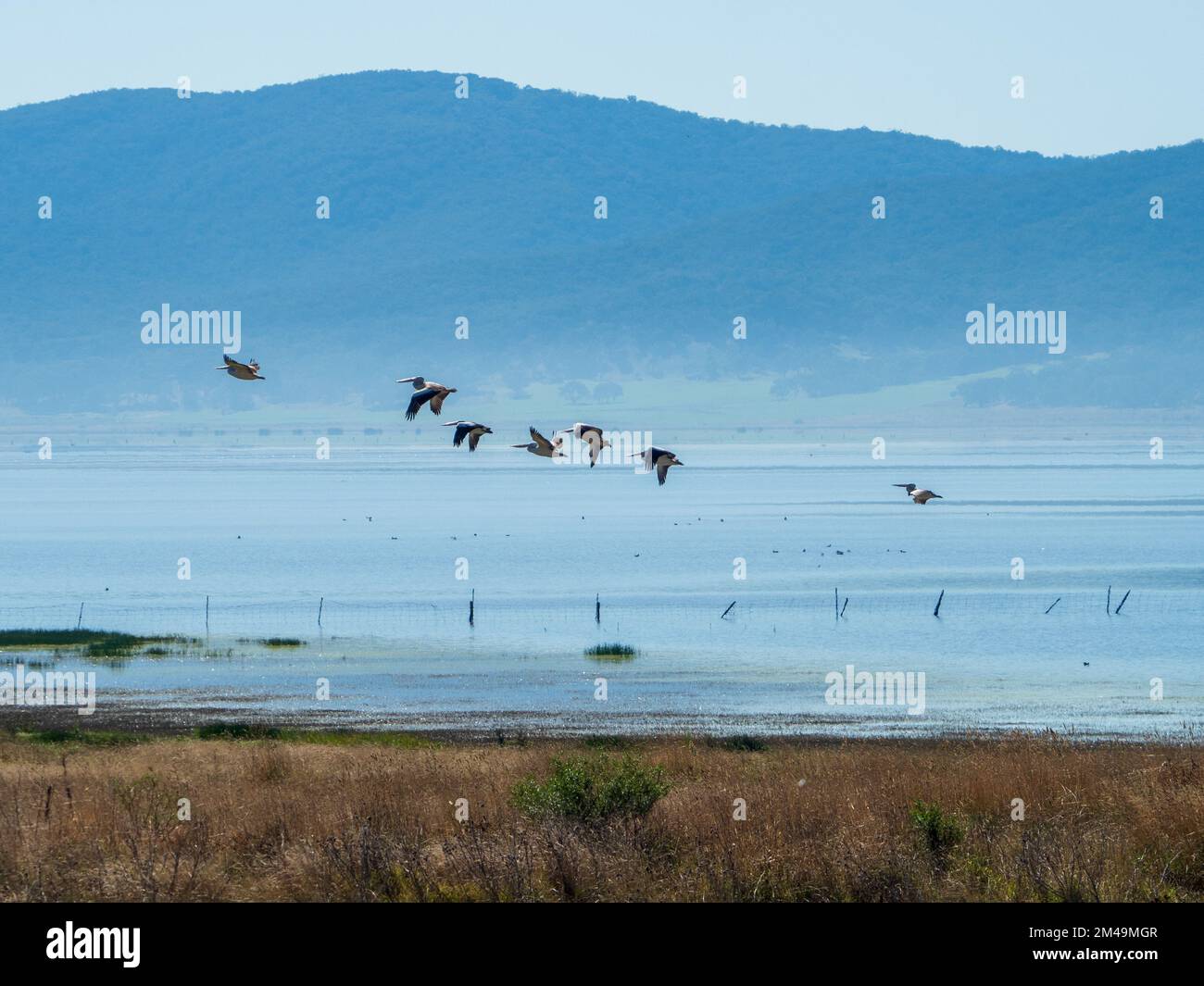 Birds, a flock of Australian Pelicans flying over the blue sparkling ...