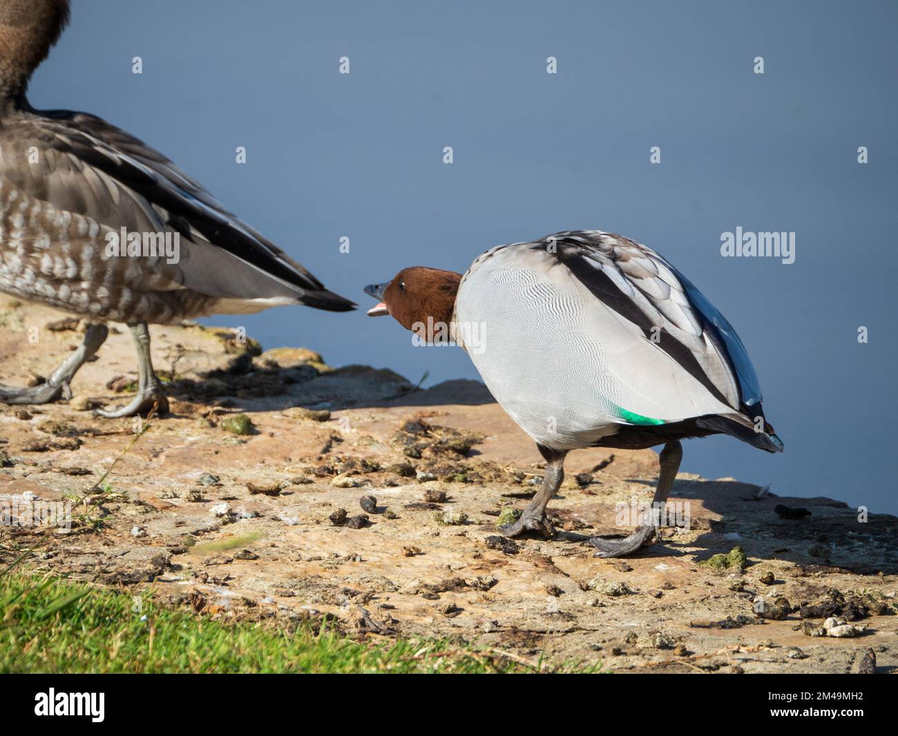Angry ducks hi-res stock photography and images - Alamy