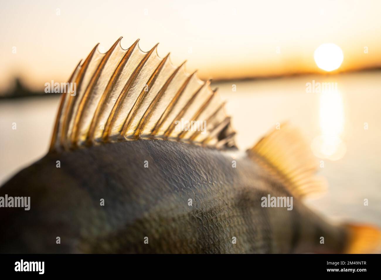 A closeup of the dorsal fin of a perch fish against a seascape with a ...