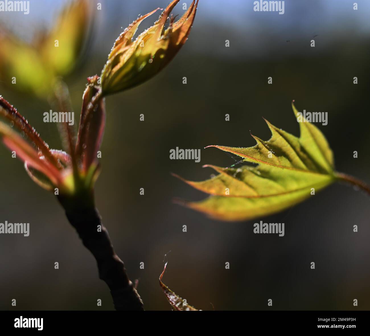 Nature in the Dutch province of Drenthe on 19. 4. 2019 sprouts leaves ...