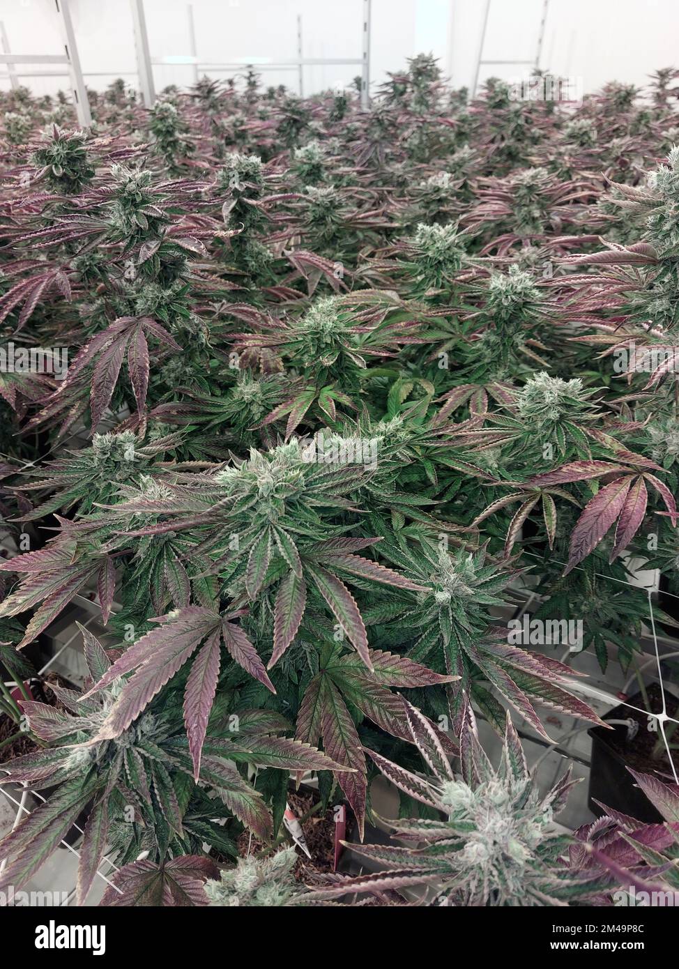 Marijuana fans hi-res stock photography and images - Alamy