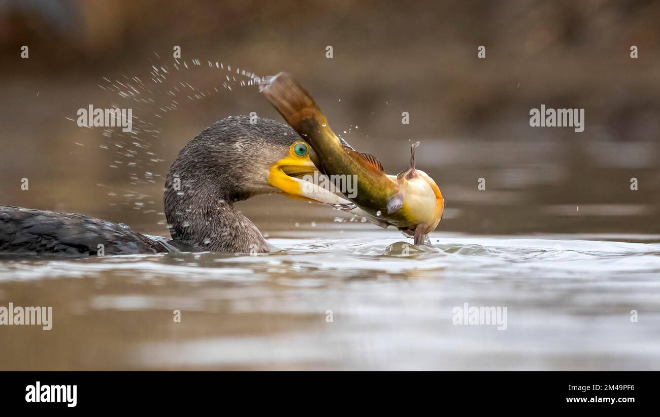 Great cormorant (Phalacrocorax carbo) foraging, successful hunt ...