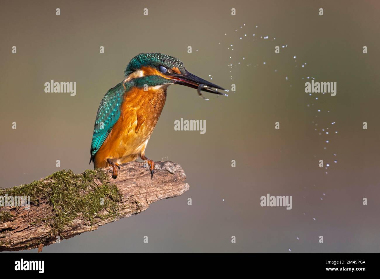 Common kingfisher (Alcedo atthis) on perch, lurking for prey, foraging ...