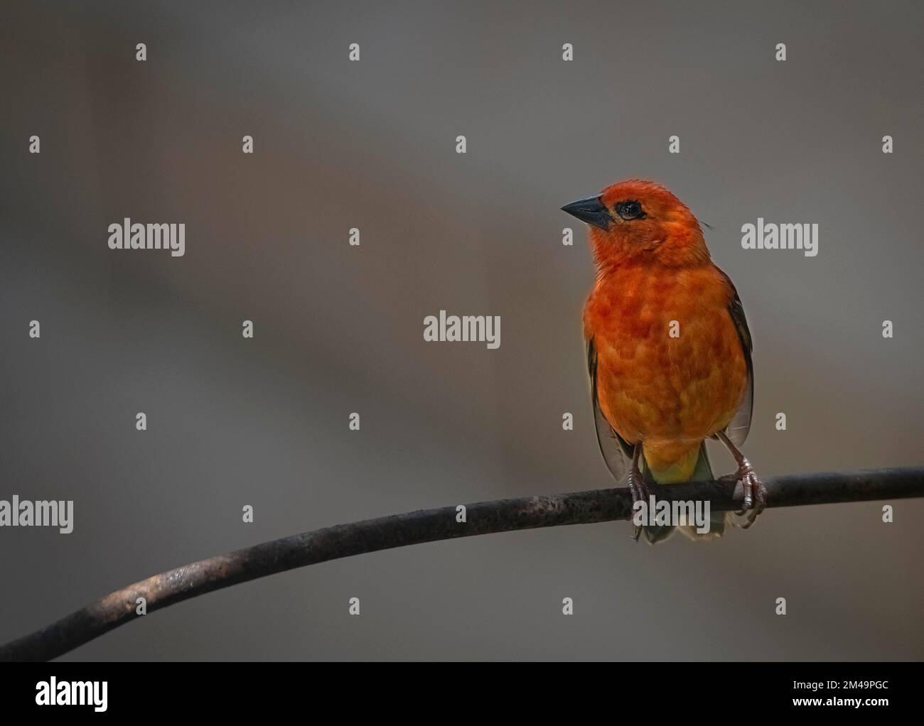Madagascar red fody (Foudia madagascariensis) in the city gardens of ...